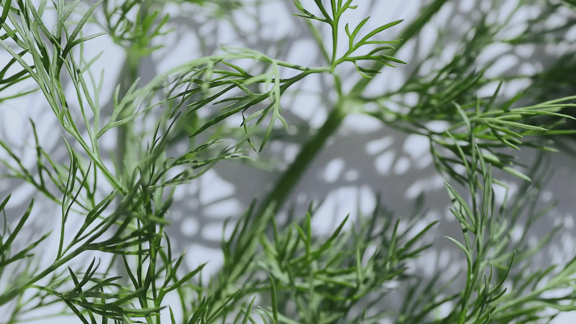 Dillkött – Enkelt recept på kalv i dill | Vinoteket