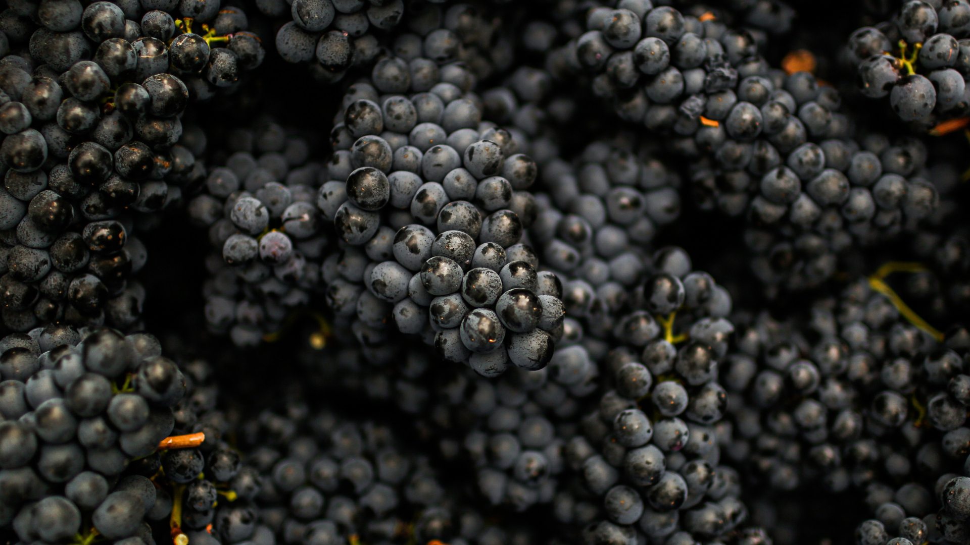 Primitivo: Köp vin online | Vinoteket