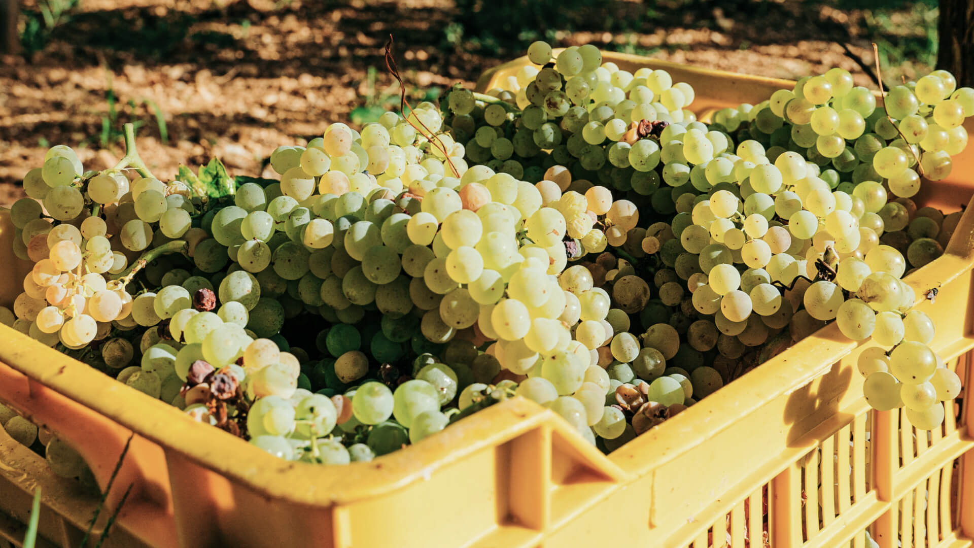 Solaris vin – Köp online | Vinoteket