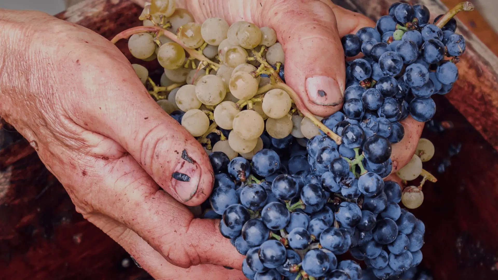 Sulfiter i vin – Lär dig allt om sulfiter i vin | Vinoteket